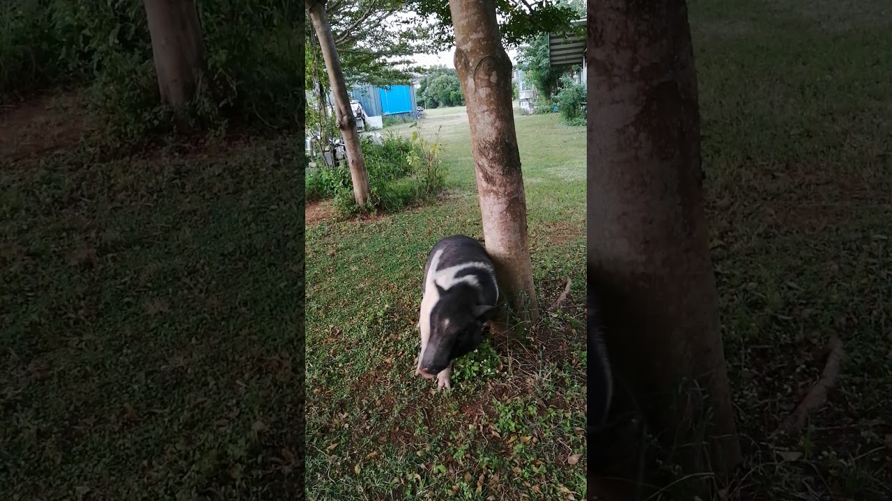 Pig scratching back against tree 豬怎麼搔背 - YouTube