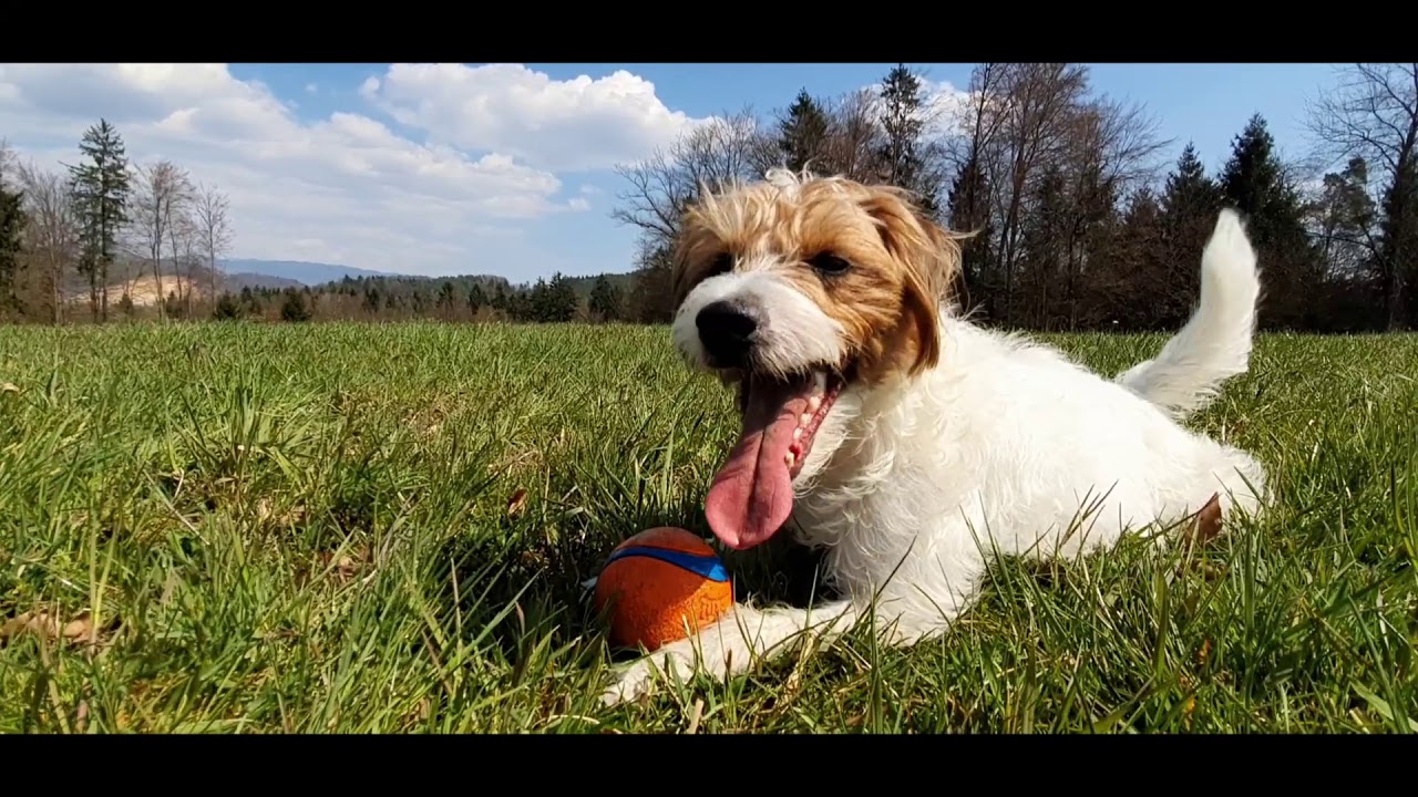 PARSON RUSSELL TERRIER HUNTING DEER - YouTube