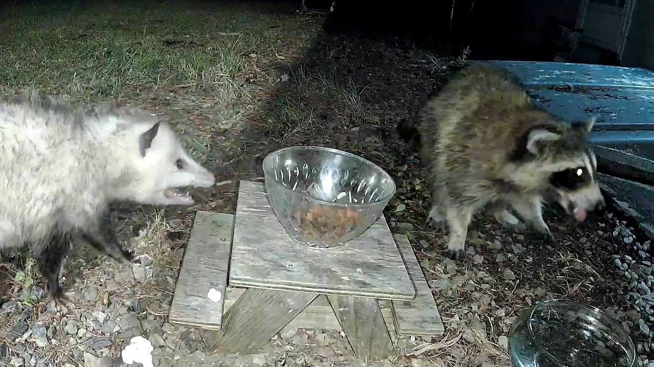 This Raccoon And Opossum Fight Will Blow Your Mind! Critter Cam ...