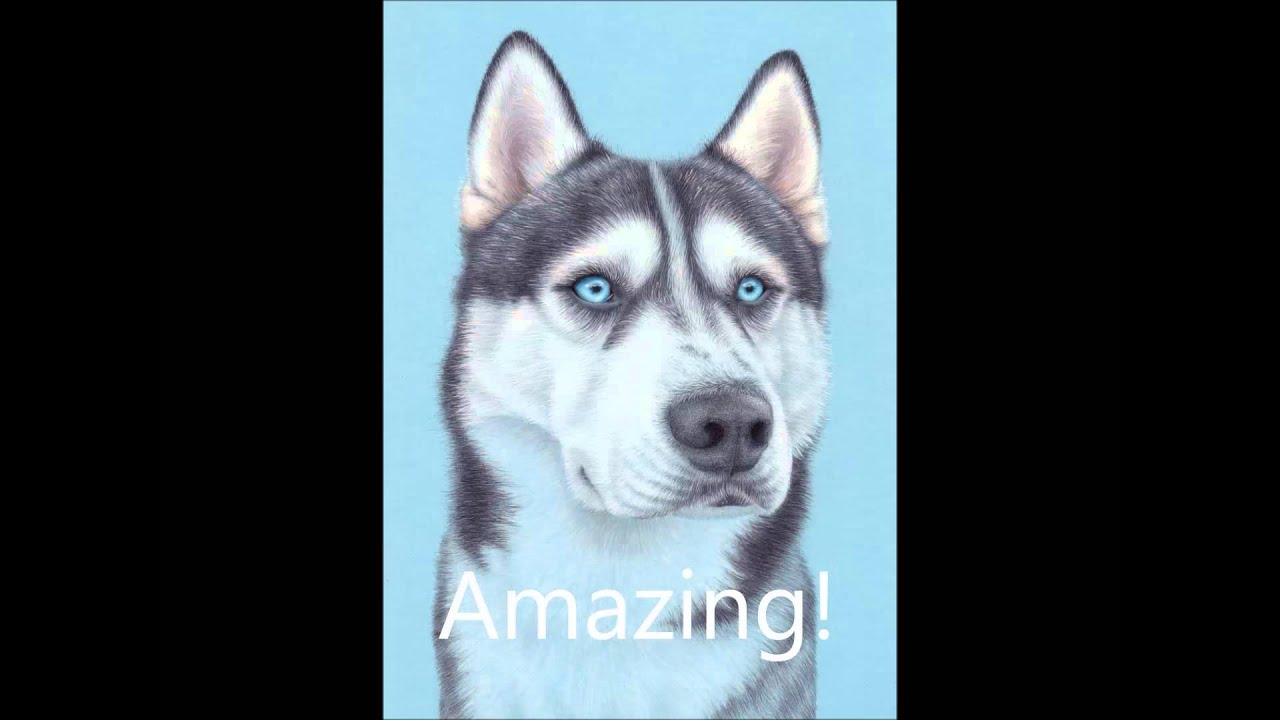 COLORED PENCIL Tutorial: Blue-Eyed Husky - YouTube