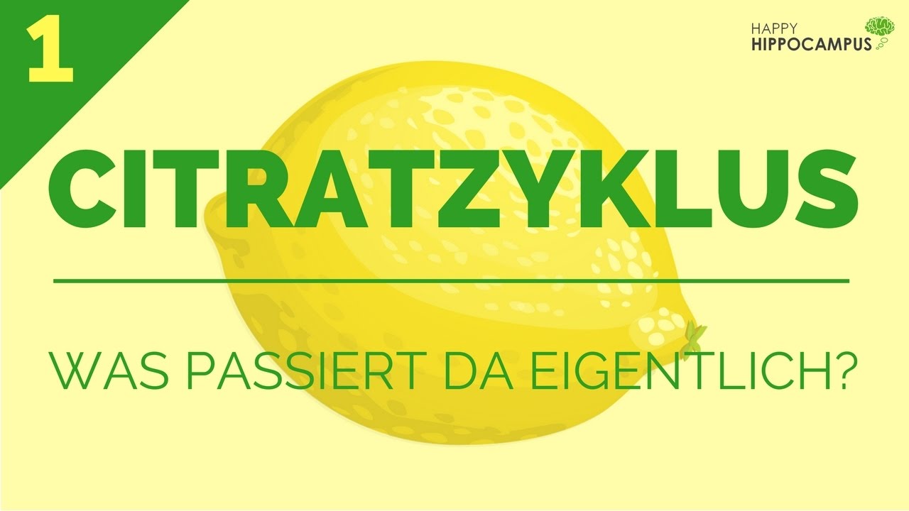 Einfacher Krebs Zyklus Immuntherapie | Universitätsklinikum Freiburg