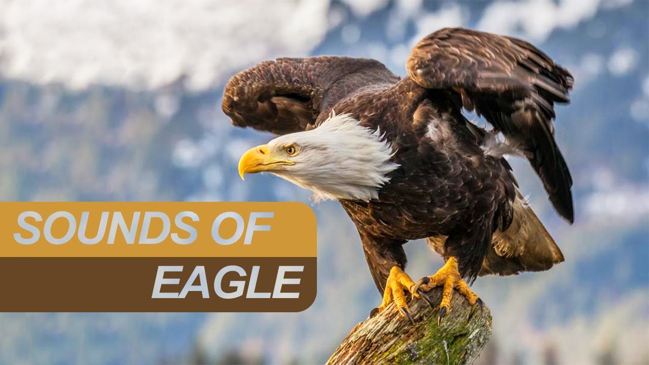 Eagle Sounds | Eagle Scream | Bird Sounds Natural Relaxation - YouTube