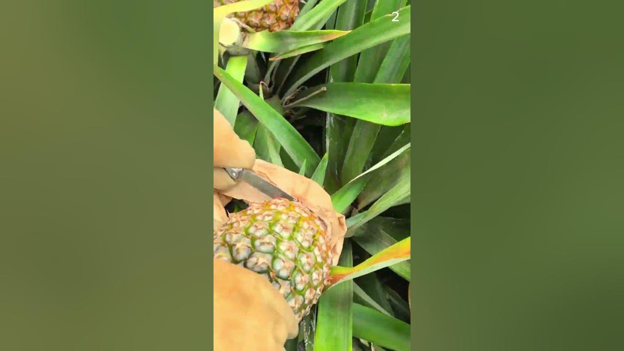Panen nanas dengan hasil yang sangat memuaskan #shorts - YouTube