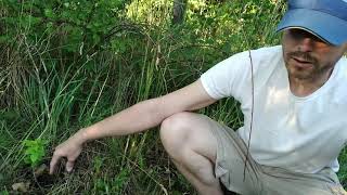 Transplanting wild Black Raspberries