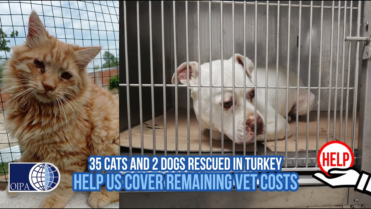 35 CATS AND 2 DOGS RESCUED IN TURKEY NEED YOUR HELP TO PAY FOR THE ...