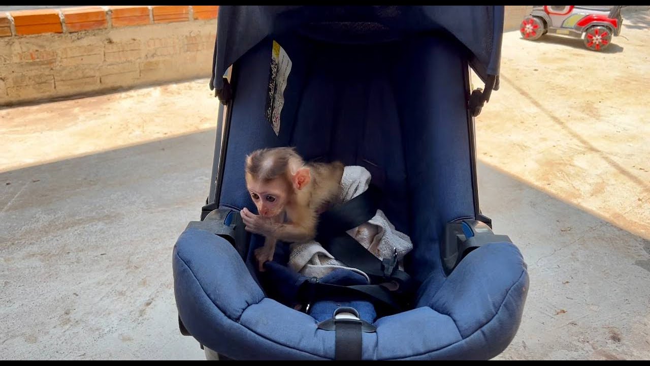 [New Updatinq ] NewBrn Baby Jazzy First Tries the Cart look so adorable ...