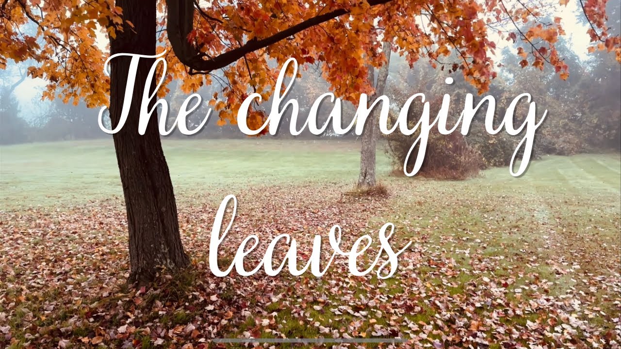 The leaves are changing here in New England, and it brings so much ...