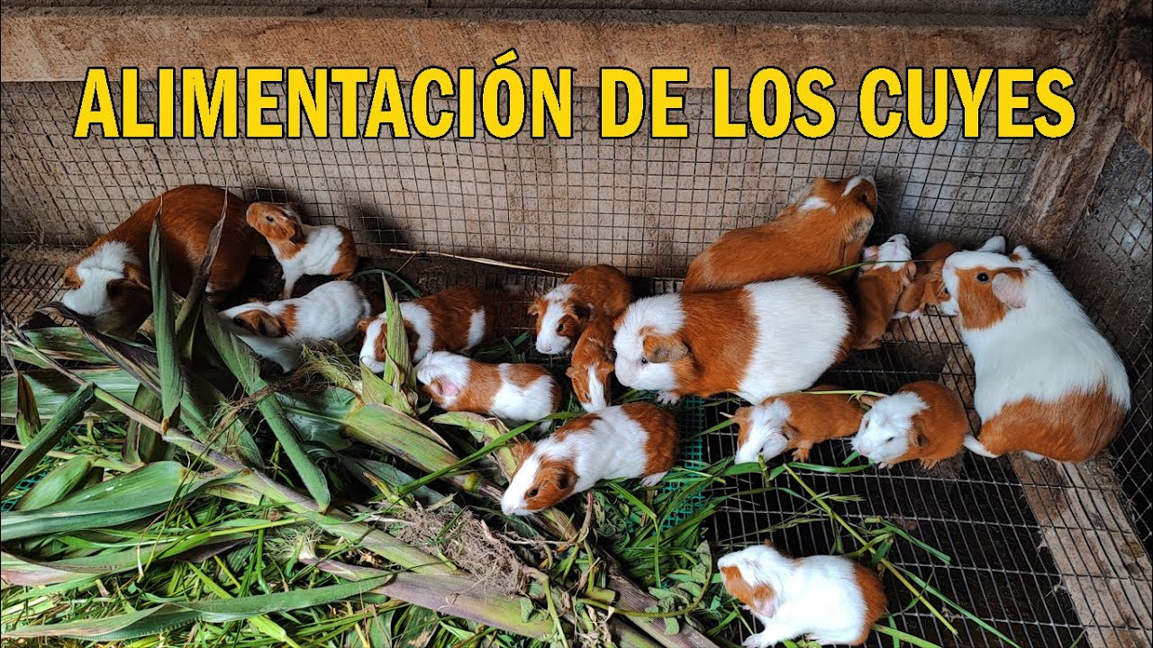 ALIMENTACIÓN DE LOS CUYES - QUÉ COMEN LOS CUYES - YouTube