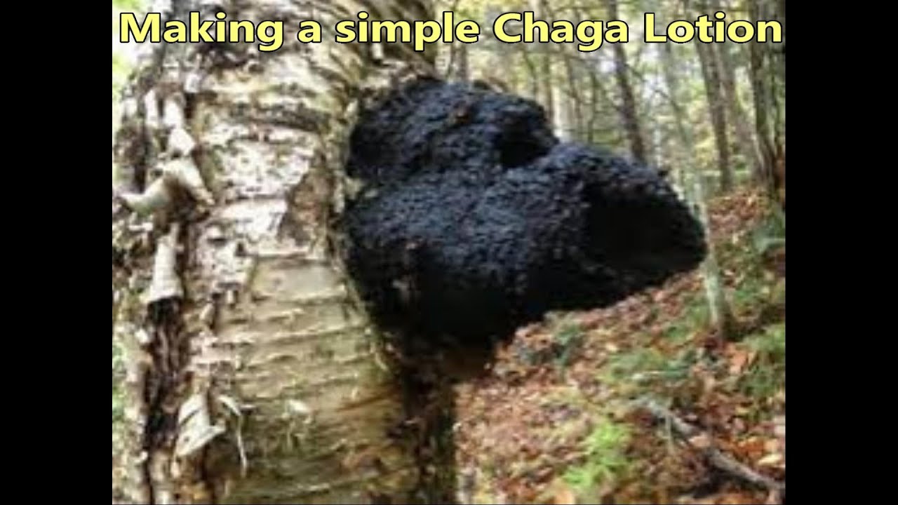 How to make a simple chaga lotion - YouTube