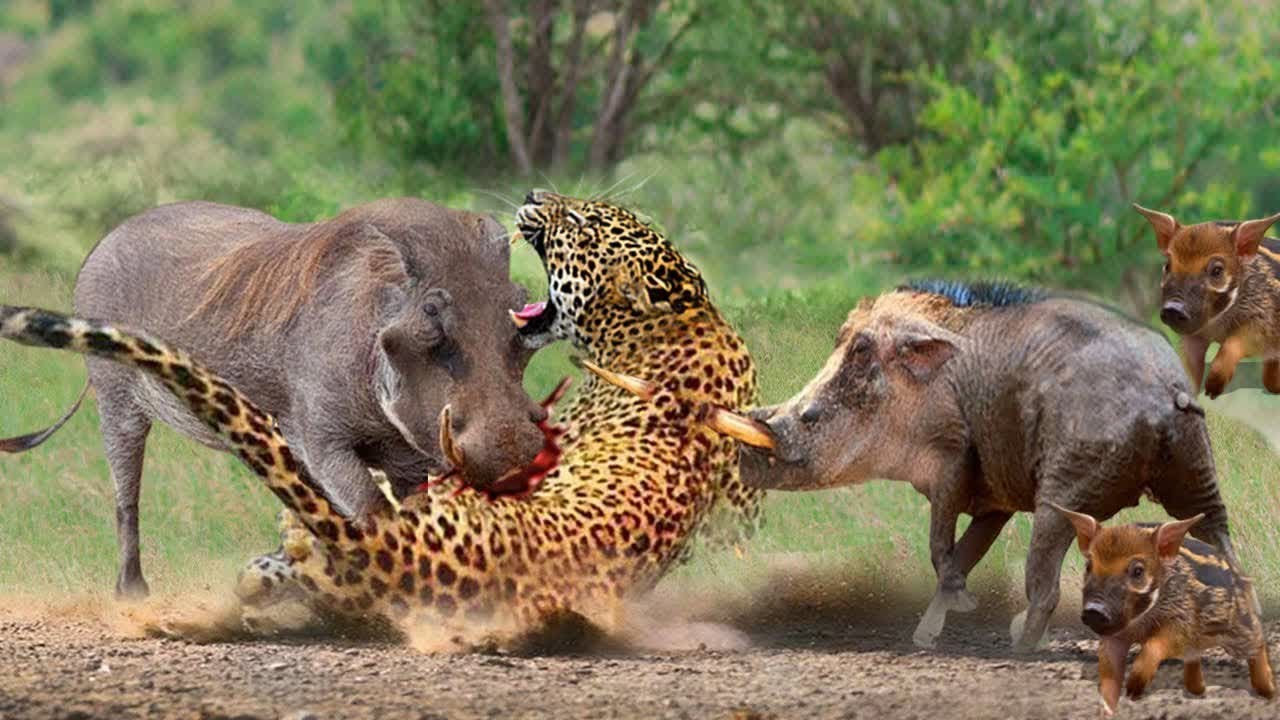 Amazing! Leopard Geba tragically died in the face of a fierce pig and ...