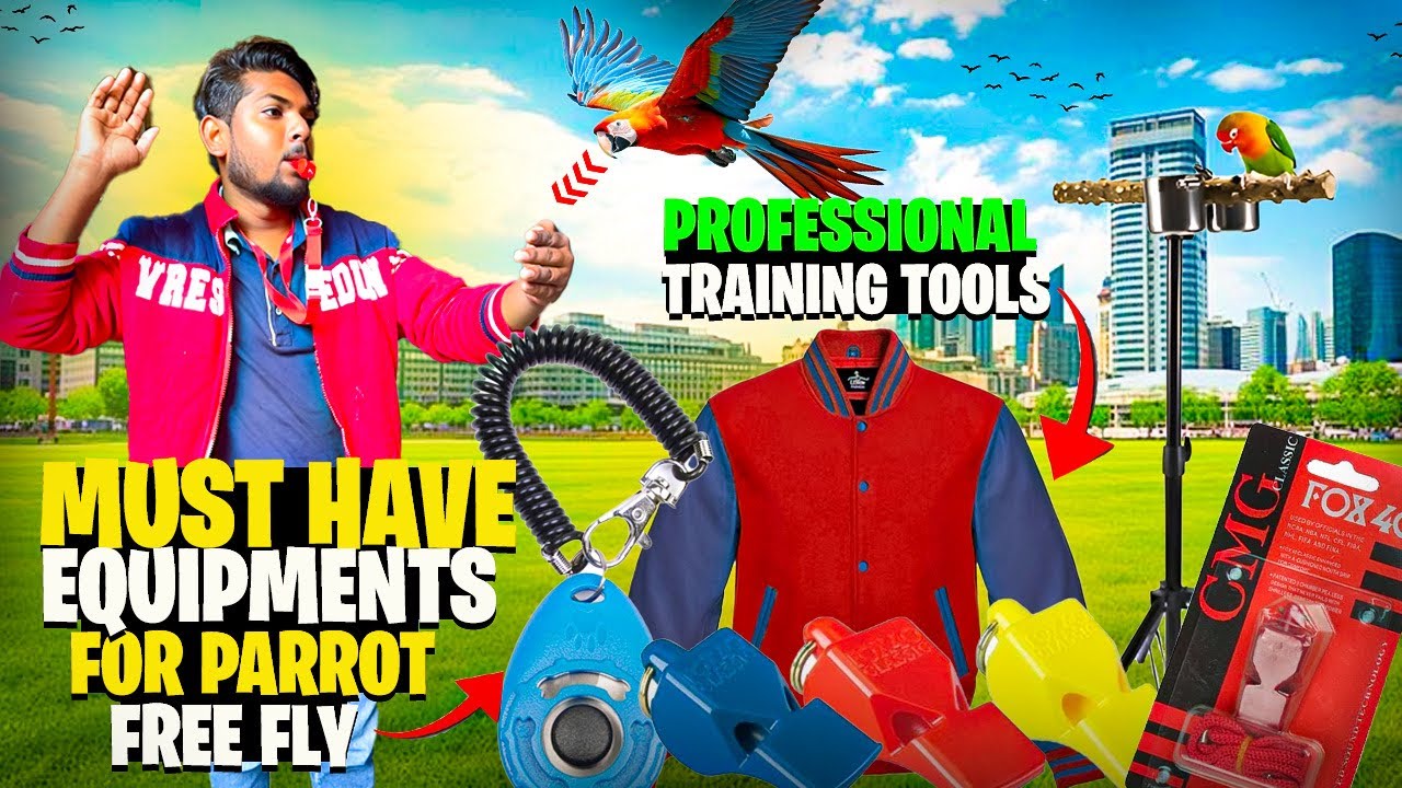 Pro Level Parrot Free Fly Training Guide 🦜 | Complete Equipment & Tips ...