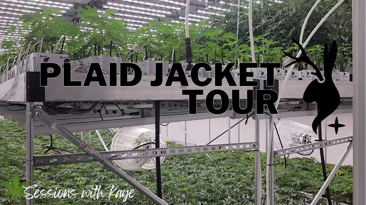 Inside Plaid Jacket's Weed Paradise: Crafting Top Shelf Cannabis ...