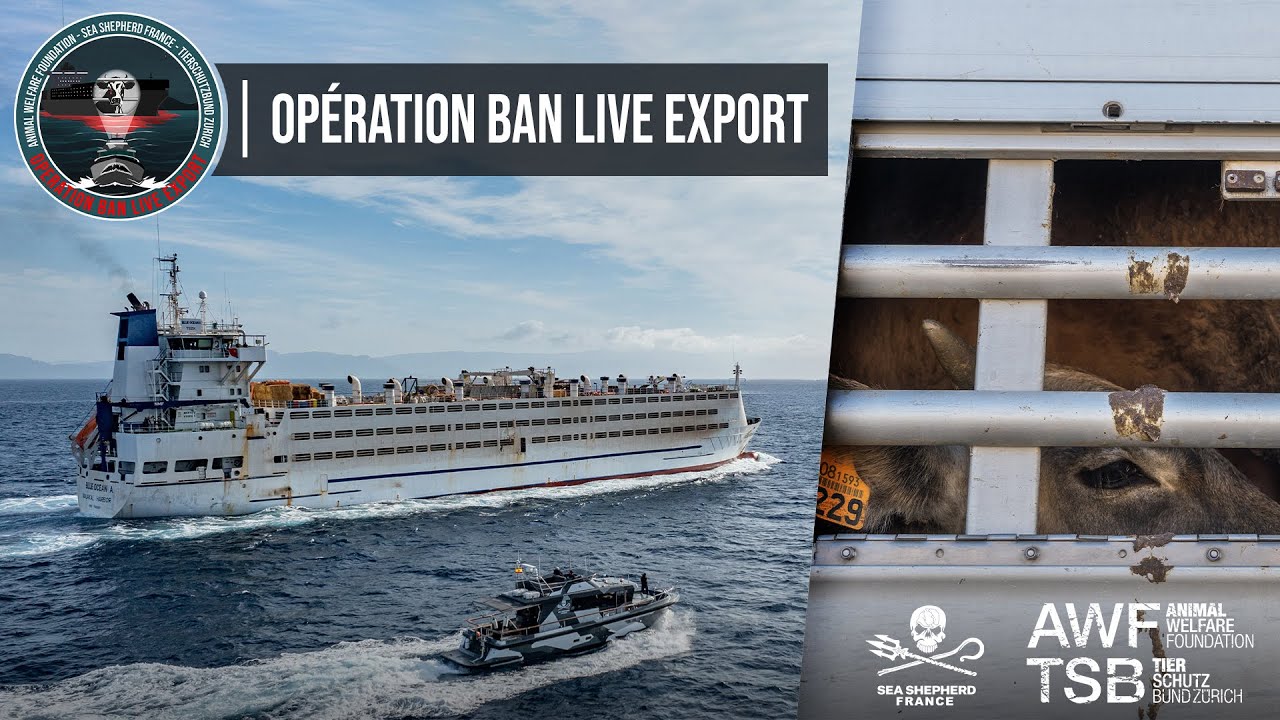 Opération Ban Live Export - YouTube