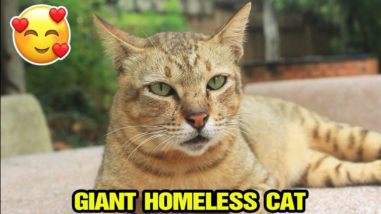 How A Giant Abandoned Homeless Cat Live In Pagoda So Poor | Rescue ...