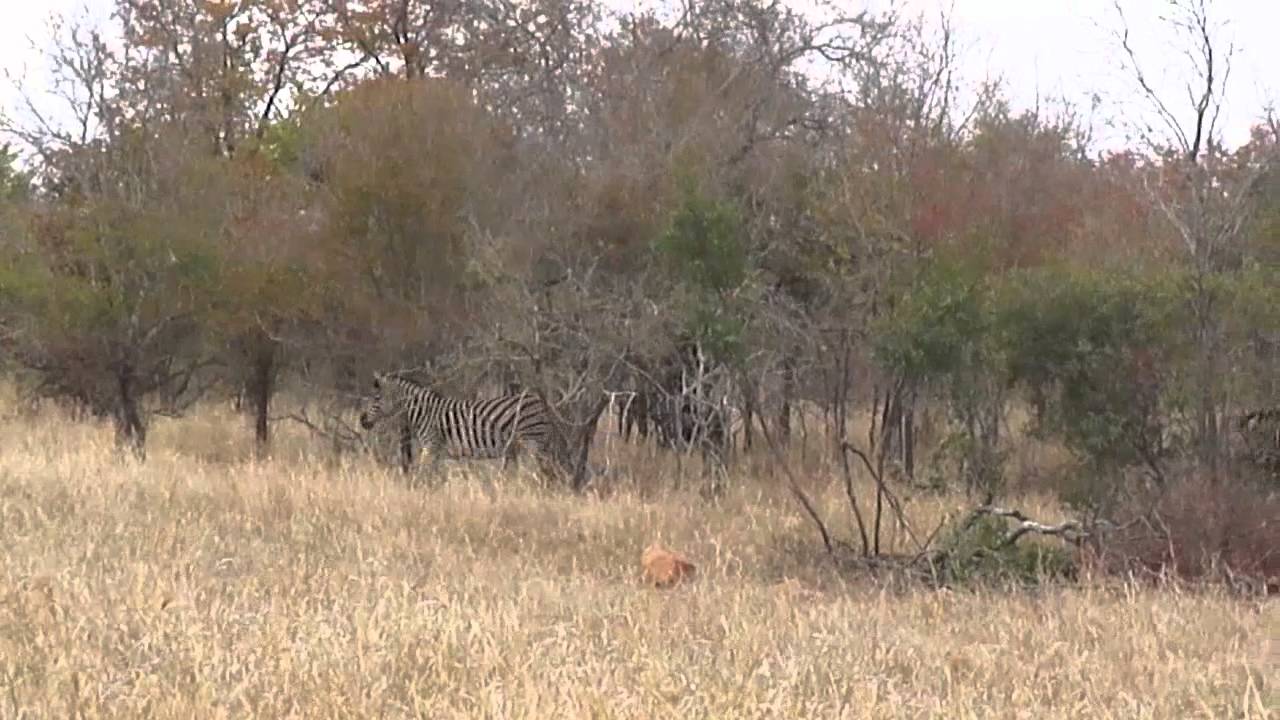 Kruger Wildtuin - YouTube