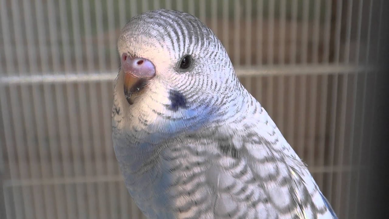 Spangled Budgie/Parakeet - YouTube