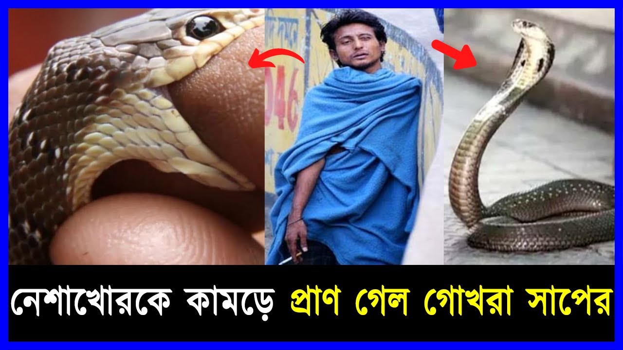 নেশাখোরকে কামড়ে প্রাণ গেল গোখরা সাপের | Gokhra snake bit the addict ...