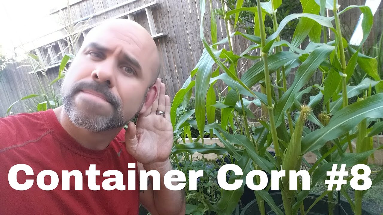 Growing Sweet Corn in containers, episode 8 - YouTube