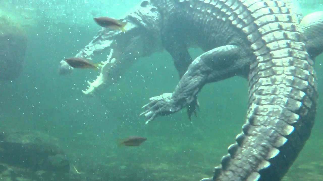 Sydney Zoo Crocodile Scratching Face - YouTube
