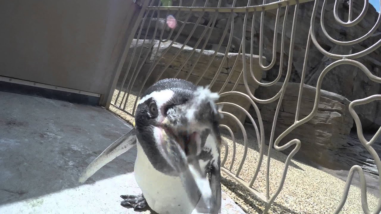PENGUIN ATTACK! 4K GoPro Hero 4 Black - YouTube