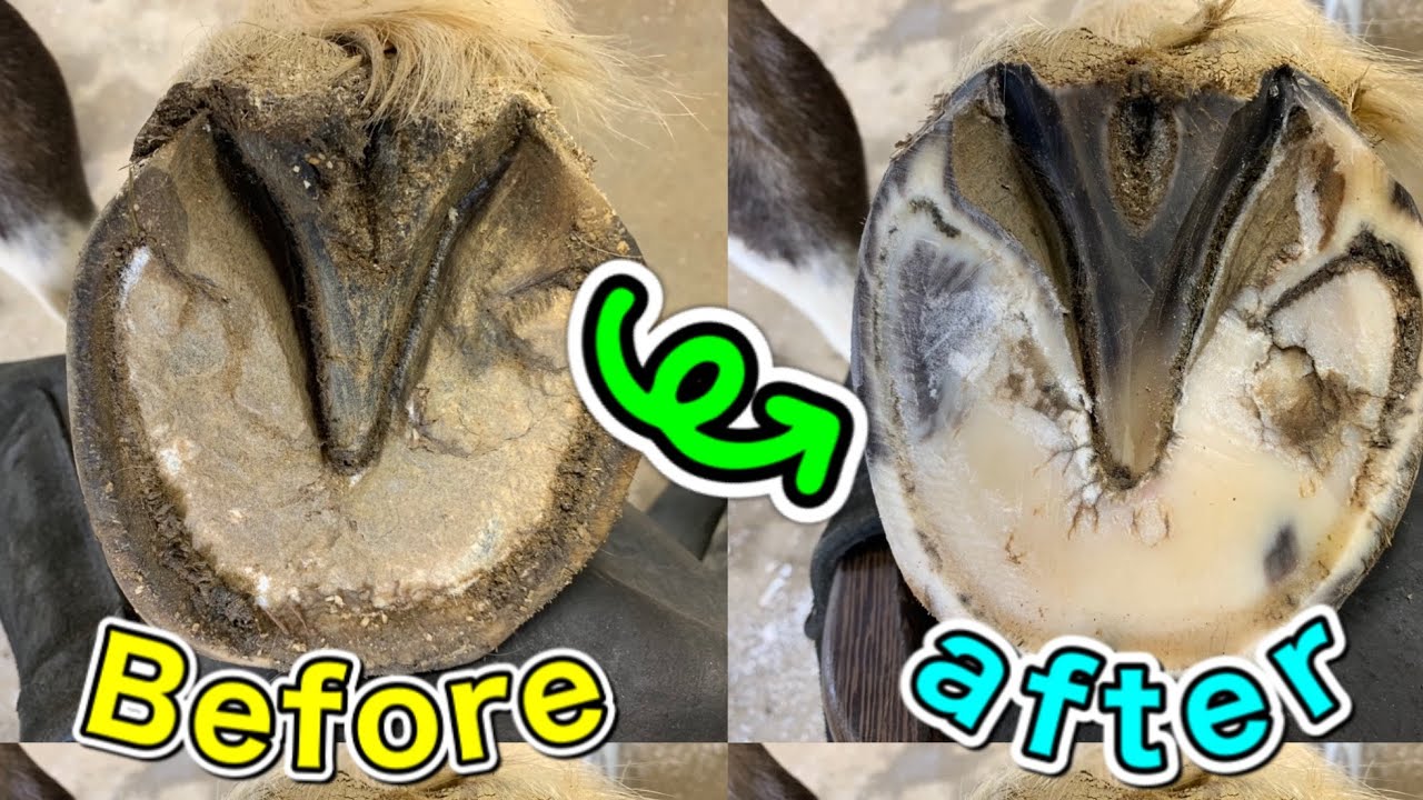 Horse Hoof Restoration at Logan West blog