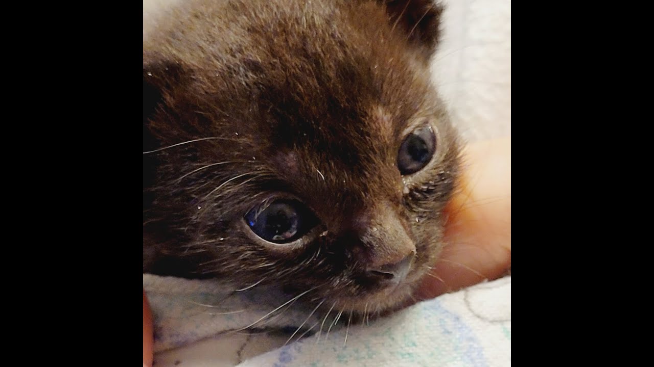 NIGHT FURRYS!!! All New 2 More Minutes of Kittens Cutest Play Ever part ...