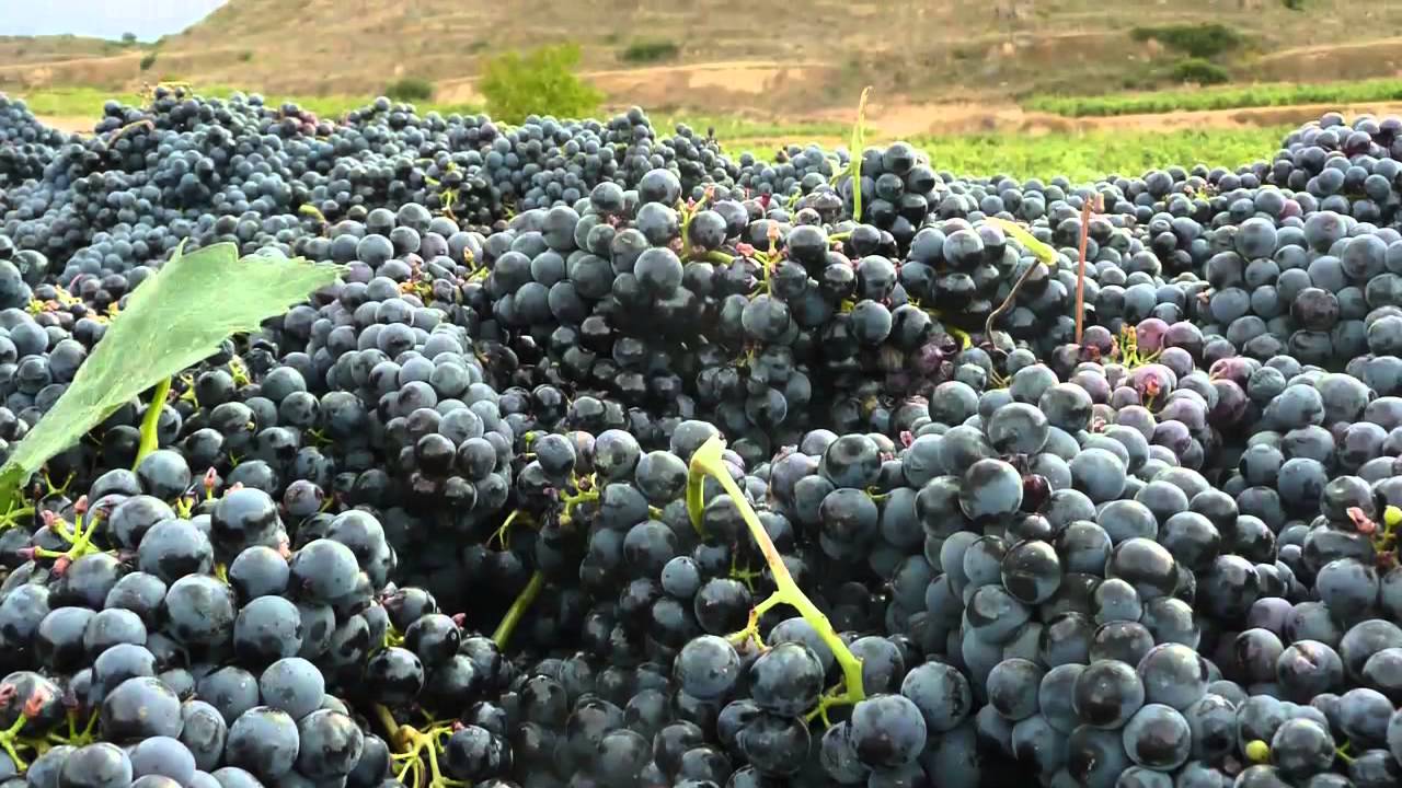 Beneficios del KAMAB 26-S en la uva de mesa - YouTube