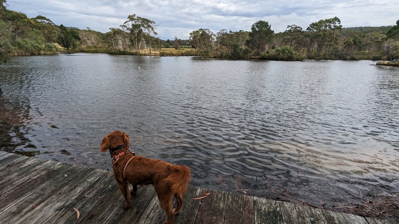 Dogs Adventure Day 22nd March - YouTube