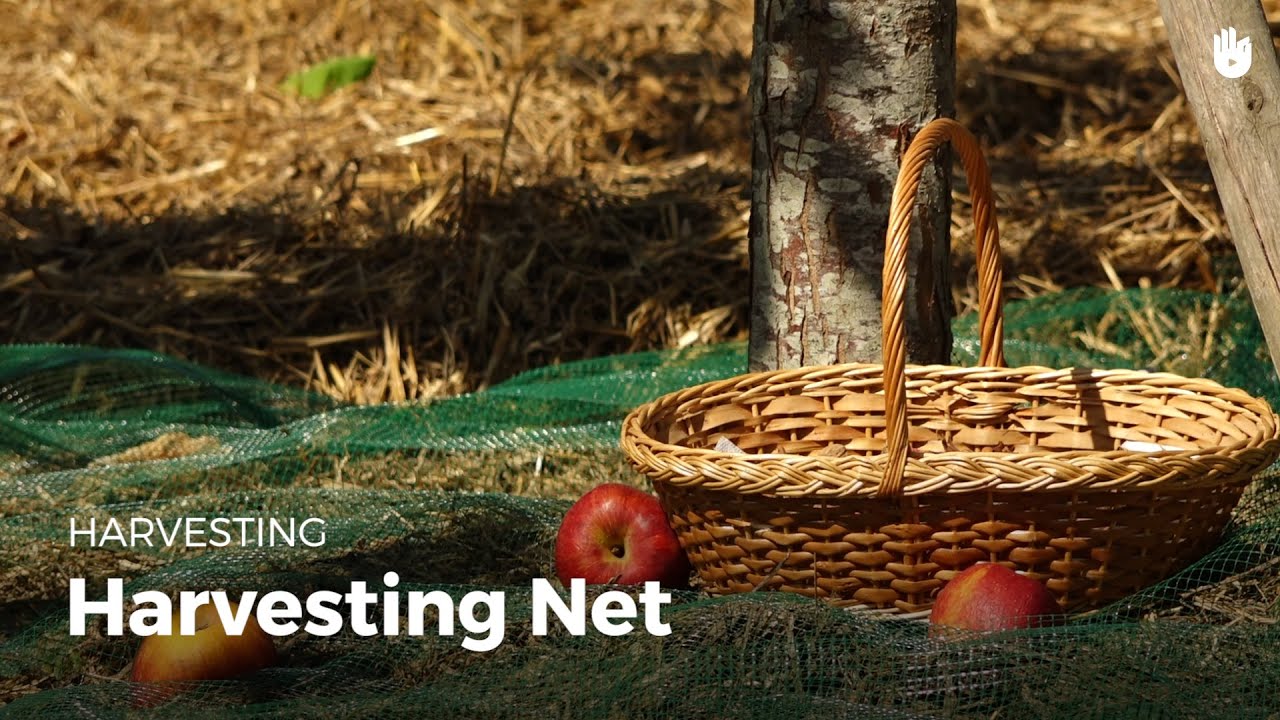 Learn how to use a harvesting net - YouTube