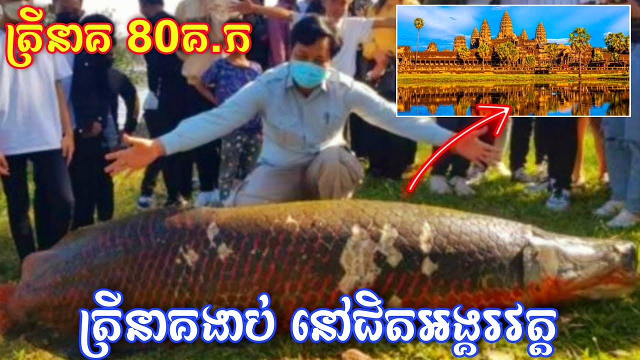 ប្រទះឃើញត្រីនាគយ៉ាងធំ នៅជិតអង្គរវត្ត, A big fish found around Angkor ...