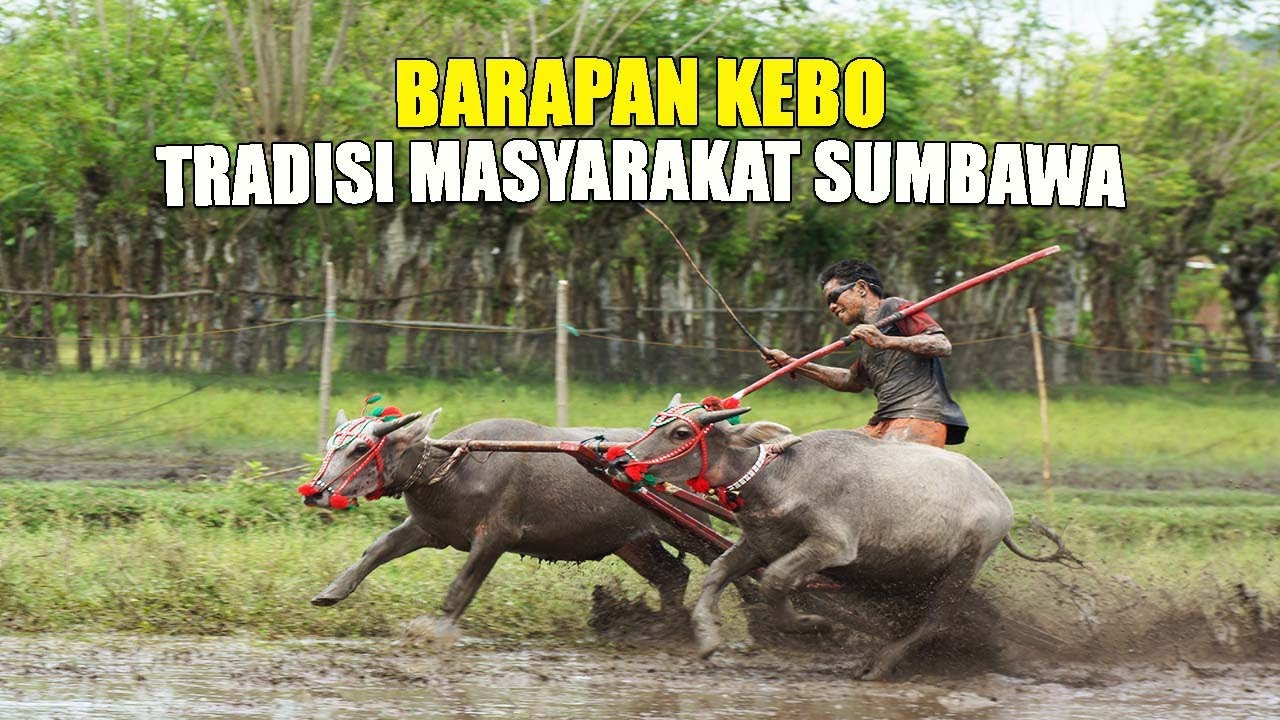 BARAPAN KEBO (KARAPAN KERBAU) TRADISI MASYARAKAT SUMBAWA | TERBARU 2022 ...
