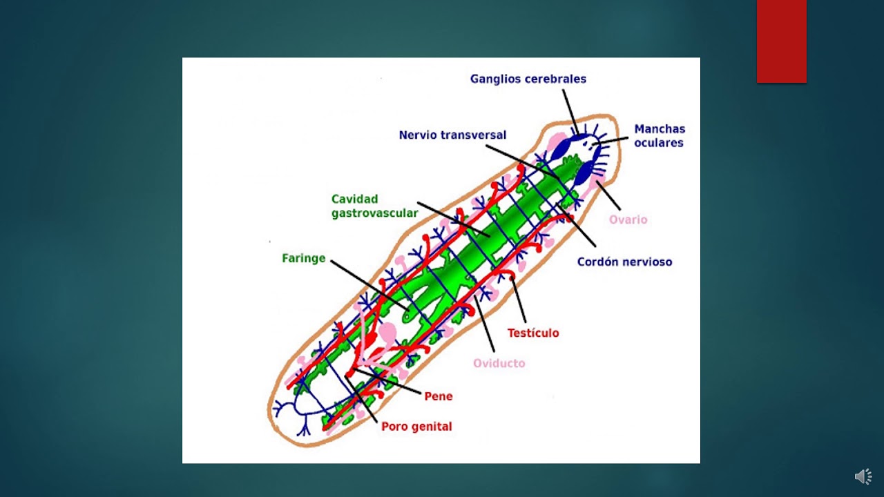 PLATELMINTOS - YouTube