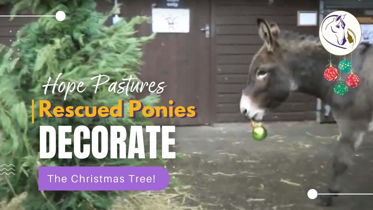 Rescued Ponies Decorate the Christmas Tree! - YouTube