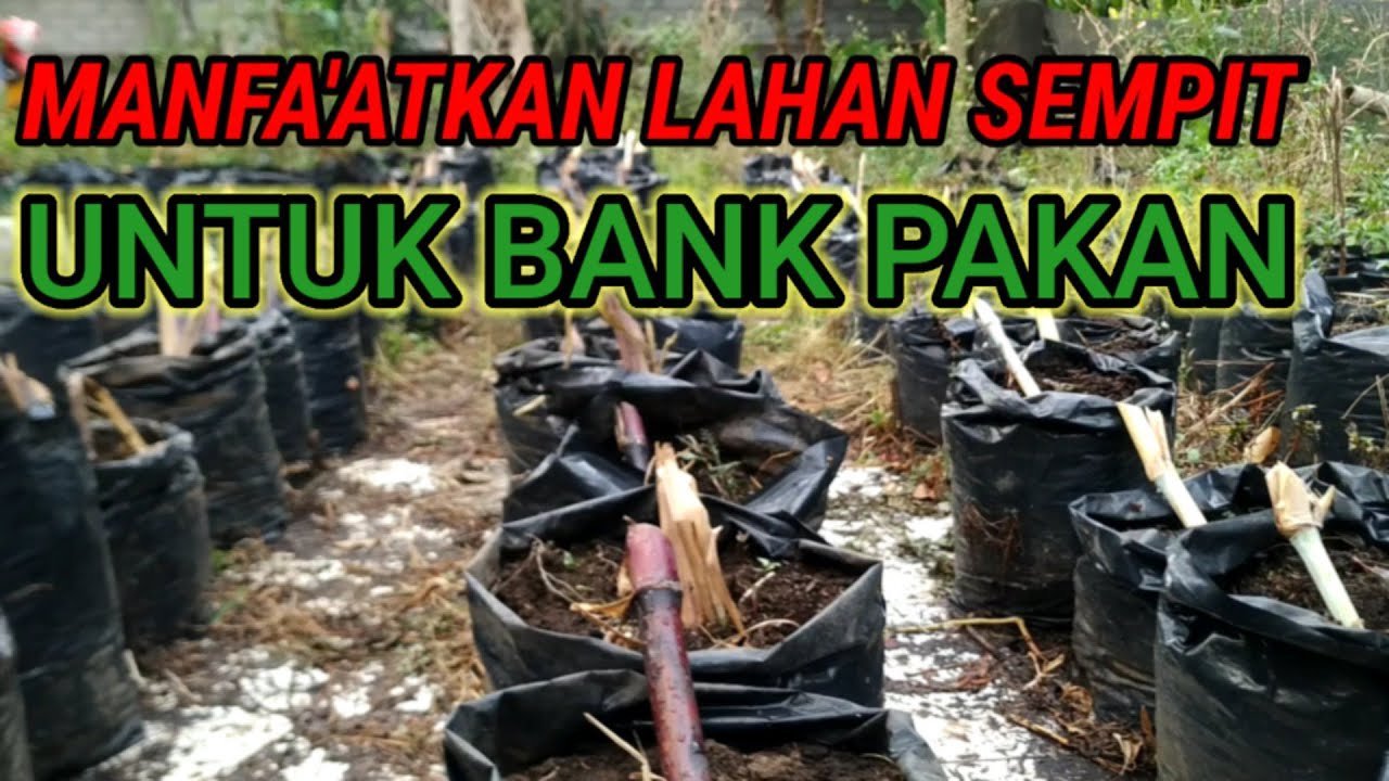 MENANAM RUMPUT RED NAPIER DAN ZANZIBAR DI POLYBAG - YouTube