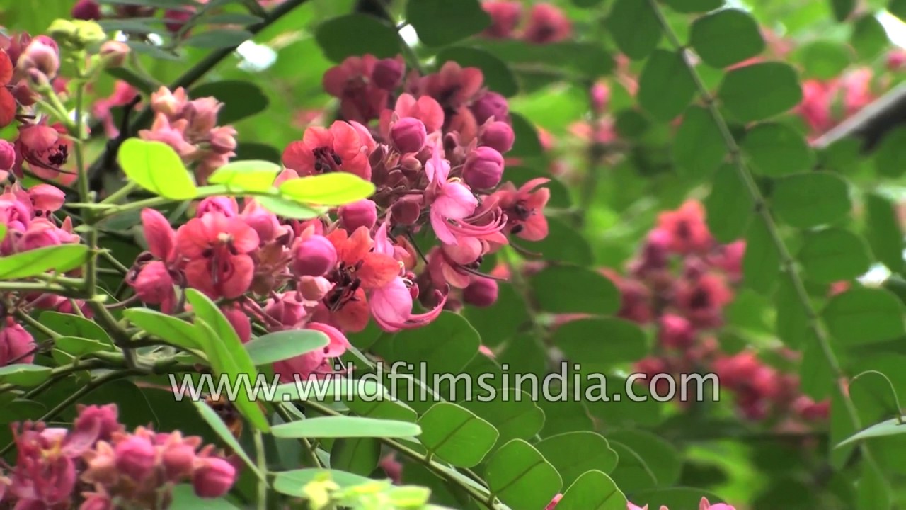 Cassia roxburghii or Red Cassia - YouTube