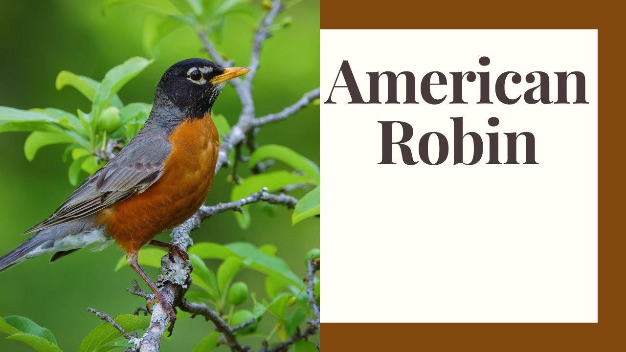 All About American Robins: Song, Nesting, Providing Foods - YouTube