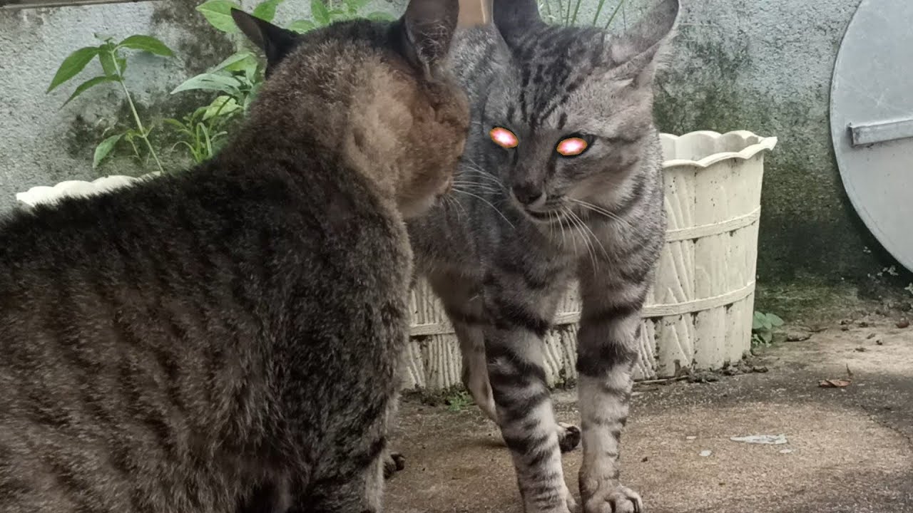 saling mengeong kucing berantem rebutan wilayah lucu banget - YouTube