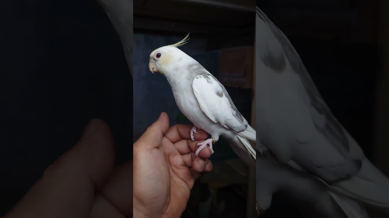 RARE MUTATION OF COCKATIEL - YouTube