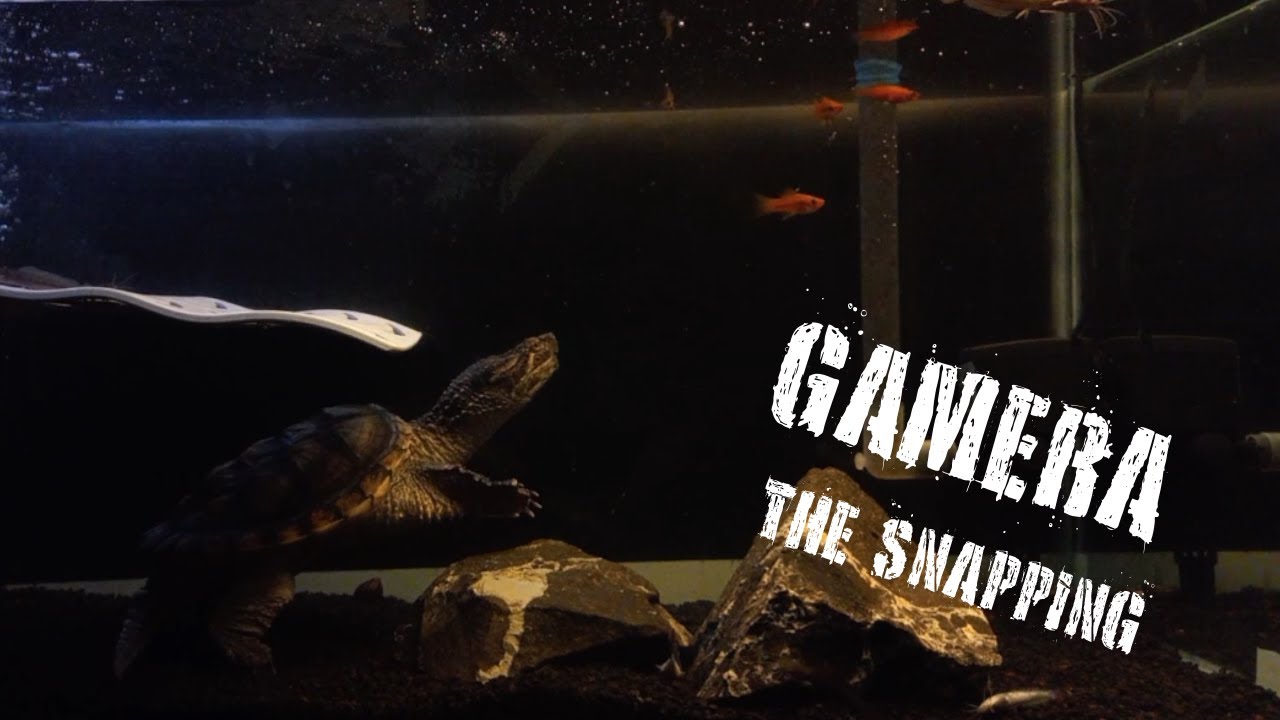 GAMERA THE SNAPPING - snapping turtle tank life 043 - YouTube