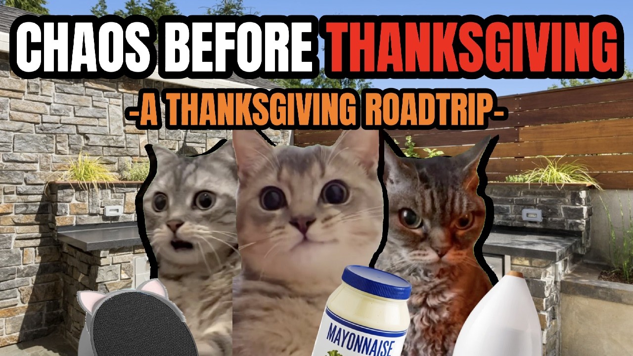 Cat MEMES: CHAOS BEFORE THANKSGIVING - YouTube
