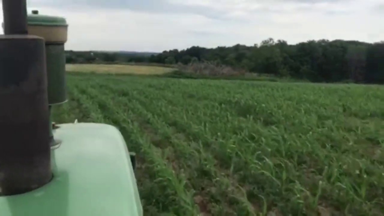 How to Weed Corn Using Machinery or (Cultivating Corn, Pass Number 2 ...