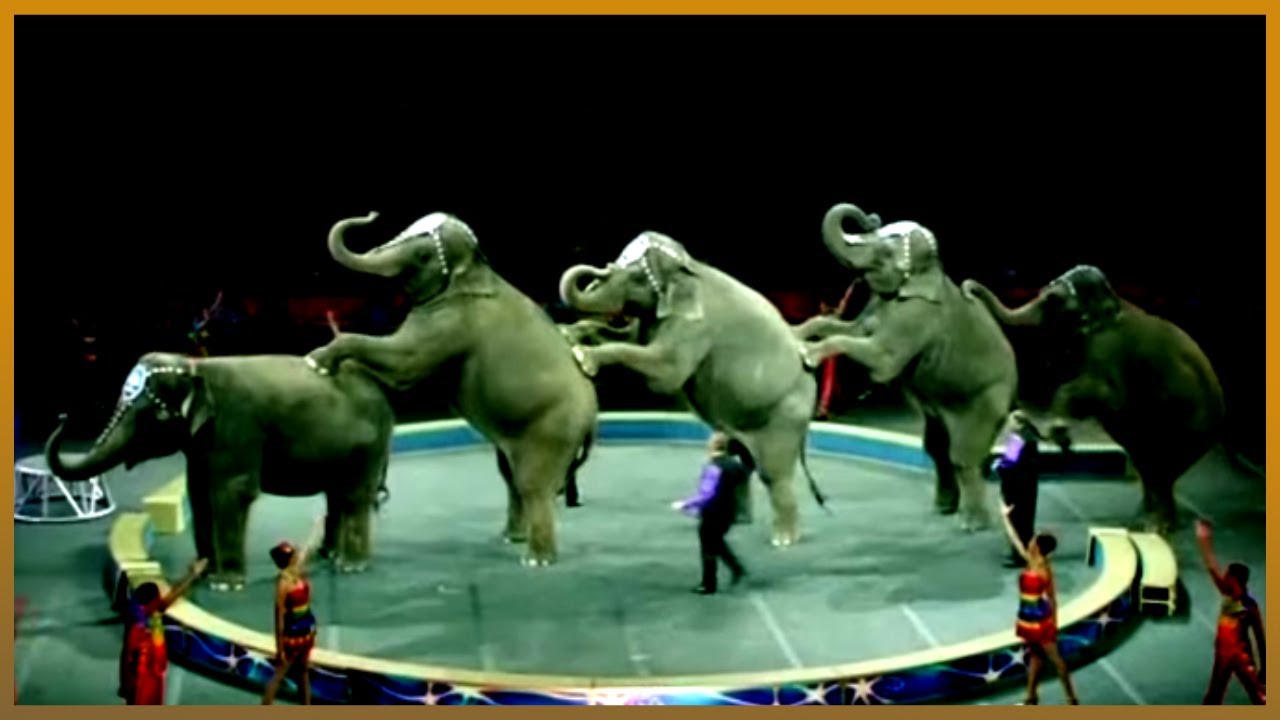 🇬🇧 UK's 250 years of circus 🎪: A look at how tastes have evolved | Al ...