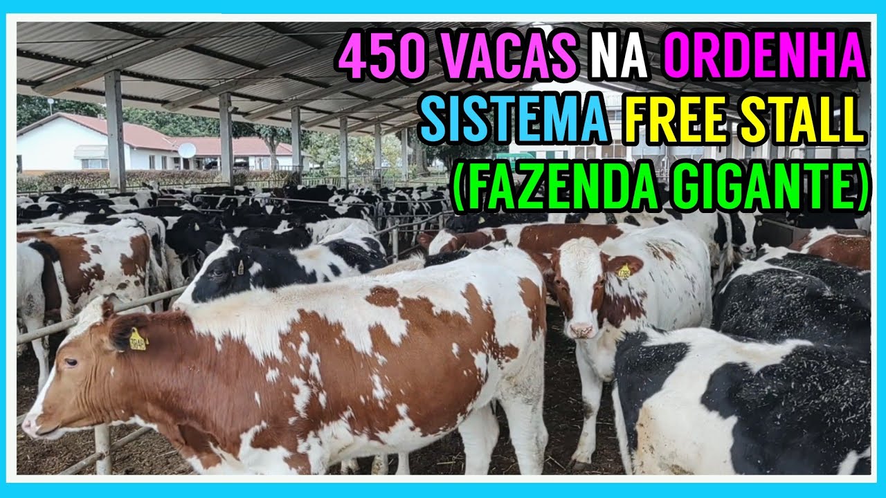 Mais de 450 VACAS em lactação confinadas no FREE STALL - YouTube