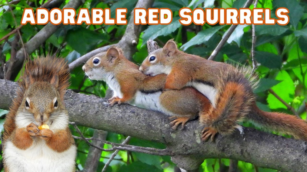 Adorable Red Squirrels - Young Squirrels playing - YouTube