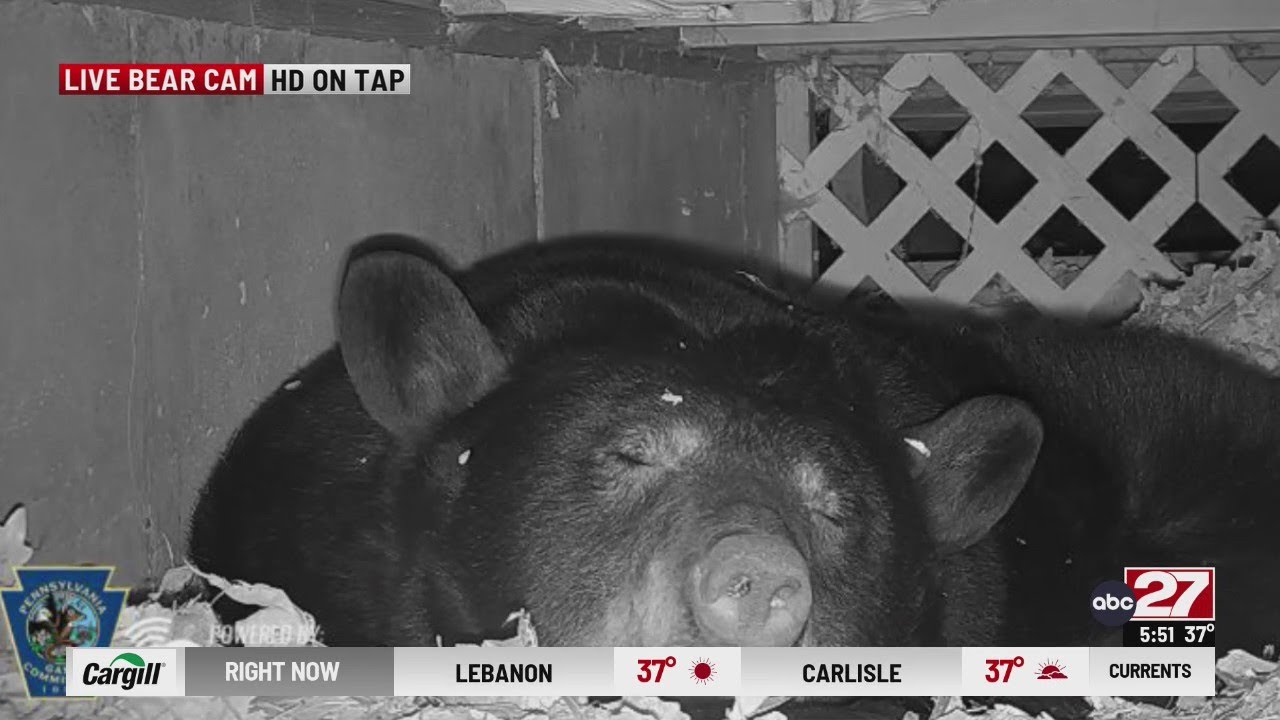 Pennsylvania Game Commission brings back 'LIVE Pennsylvania Black Bear ...