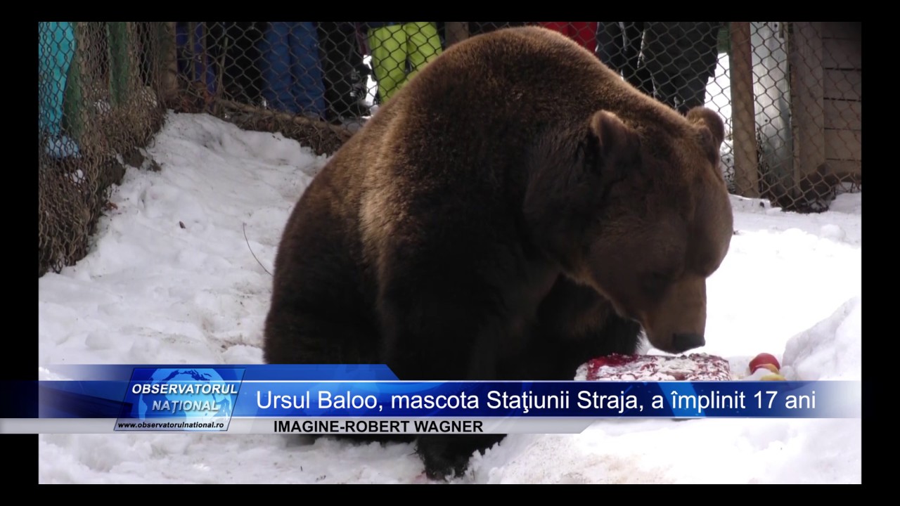 Ursul Baloo, mascota Staţiunii Straja, a împlinit 17 ani - YouTube
