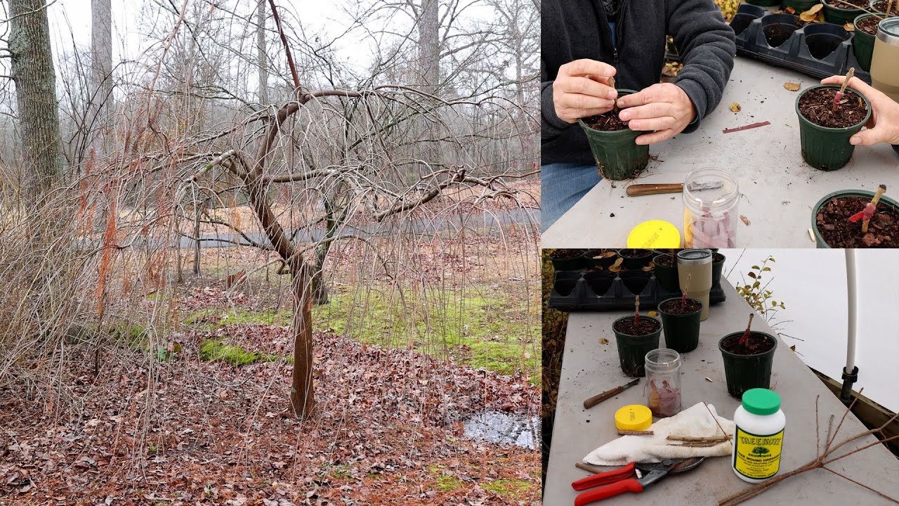 How to Graft Trees - YouTube