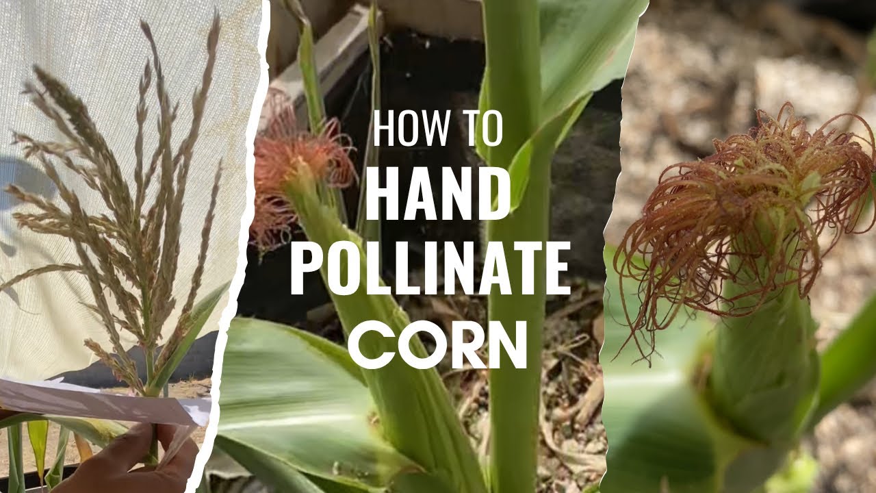 How to pollinate corn - YouTube