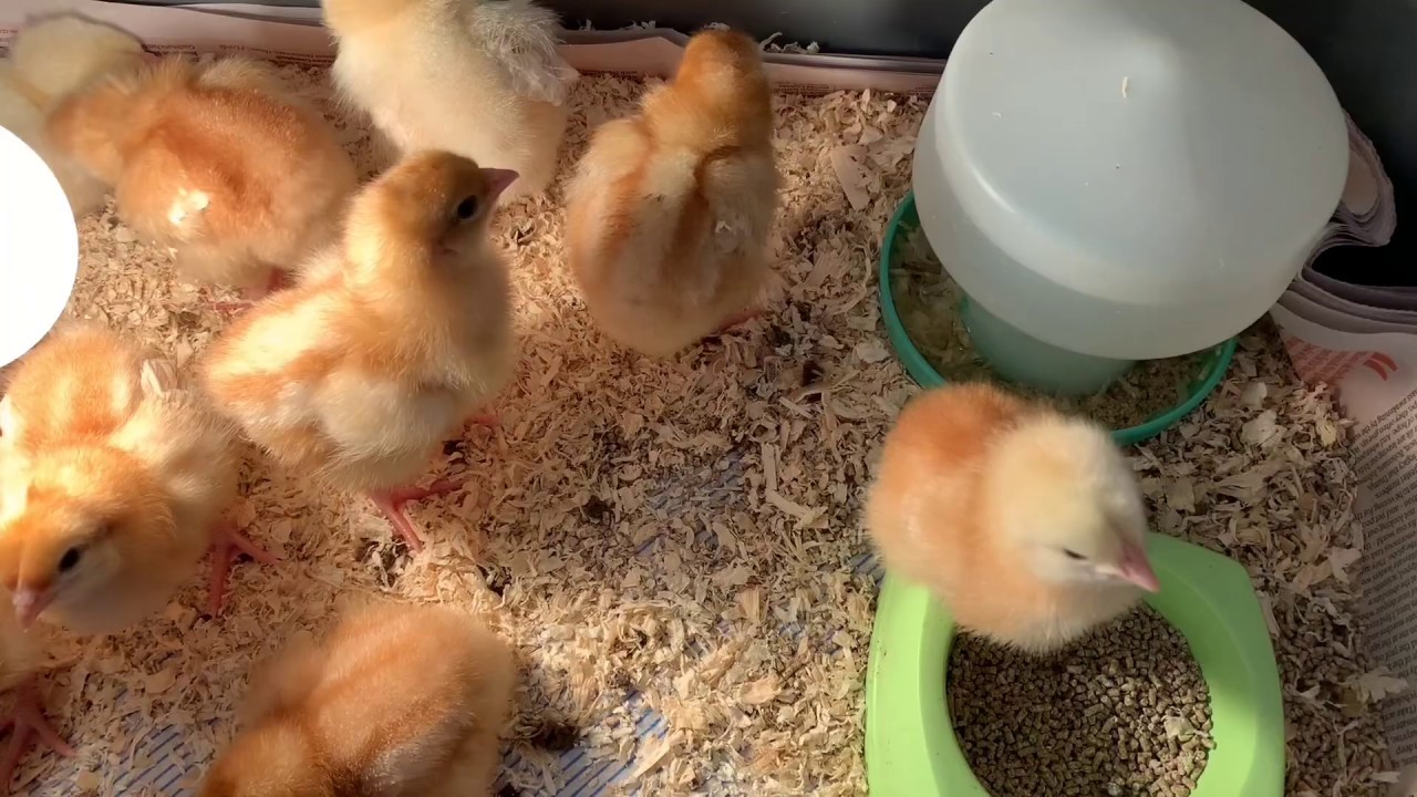 Chick Watch: Day 7 - YouTube