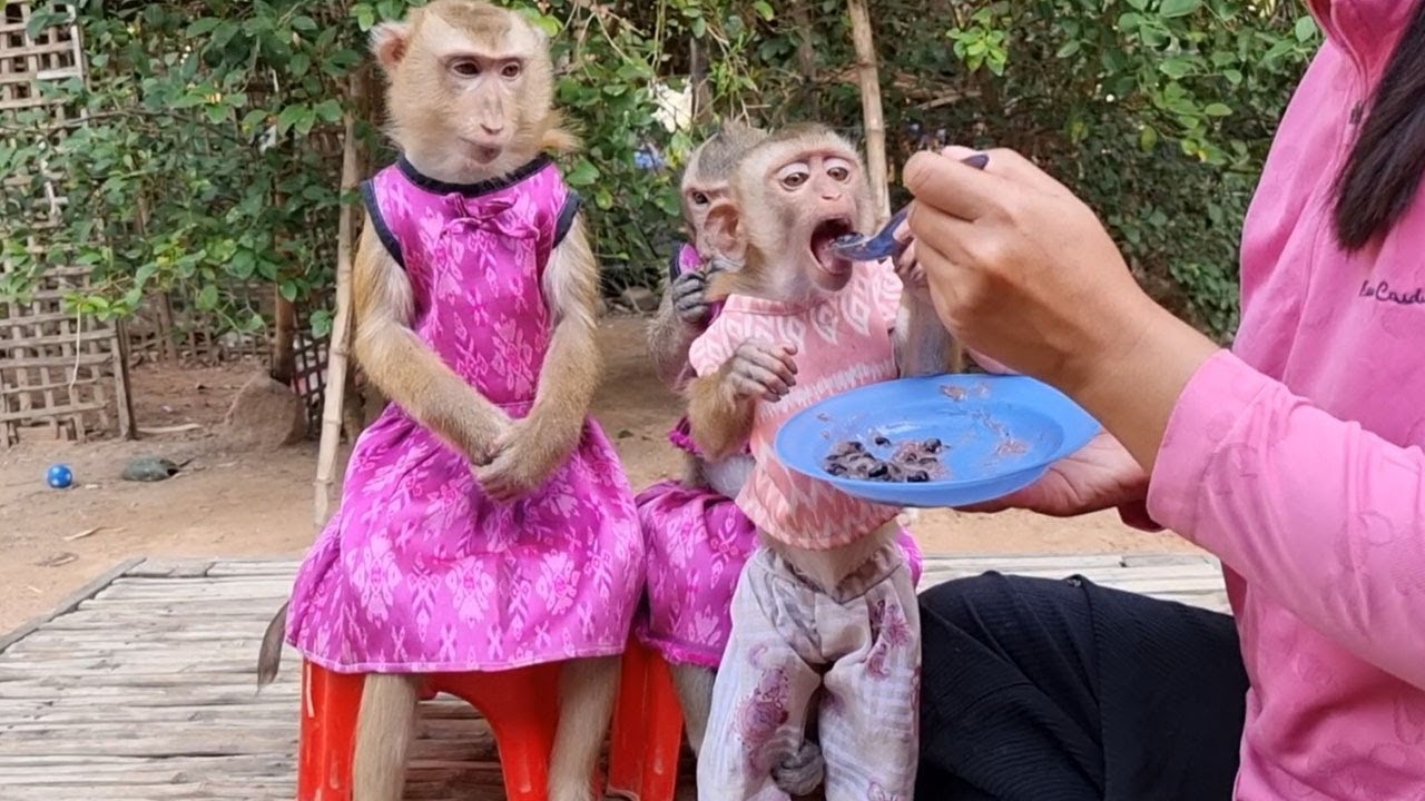 Princess YaYa Happy To See Bede Eating By Sharing - YouTube